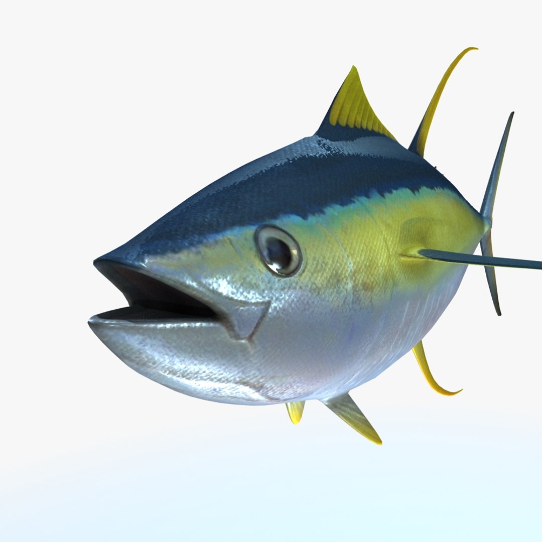 3d Tuna Fish
