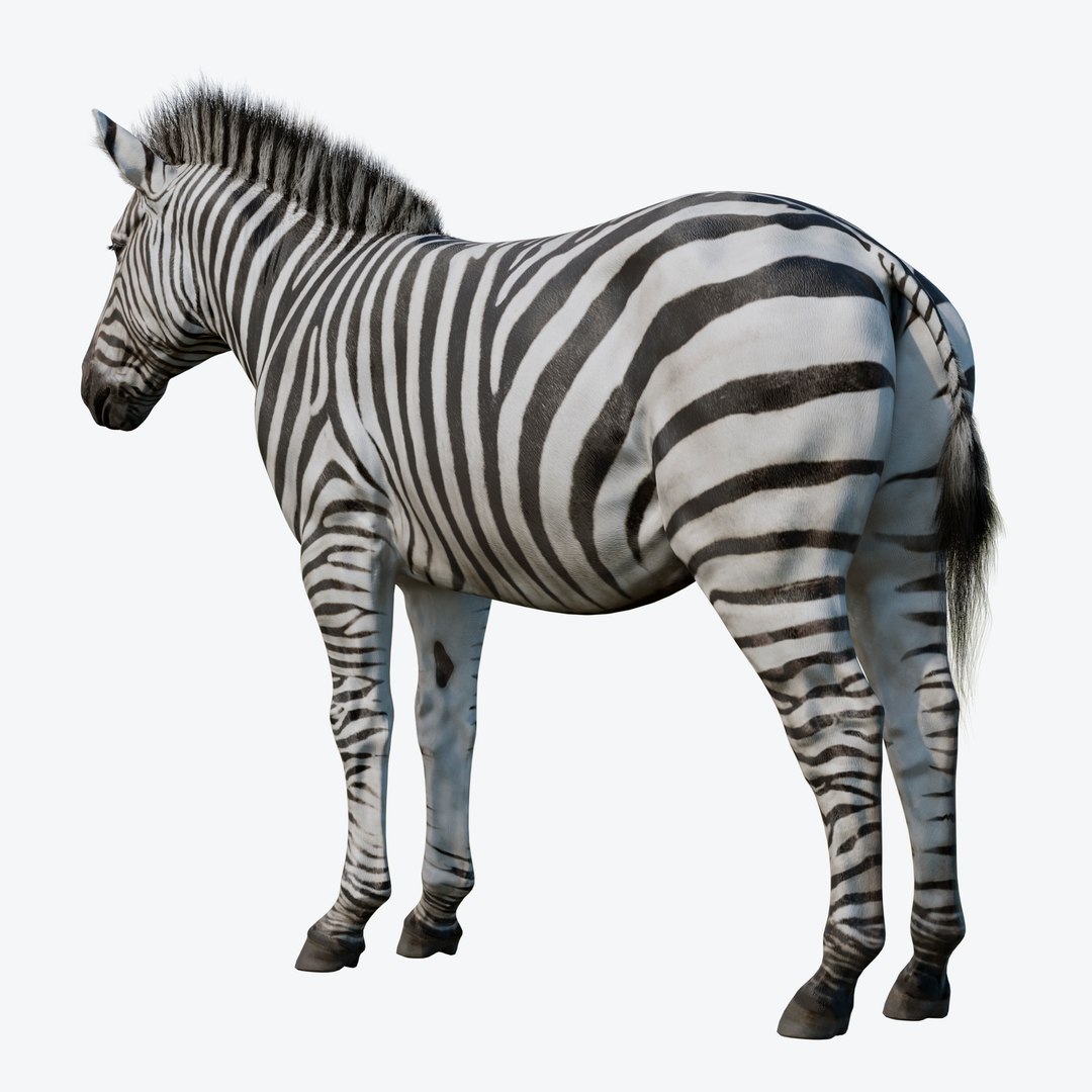 3D Model Realistic Zebra - TurboSquid 1393043