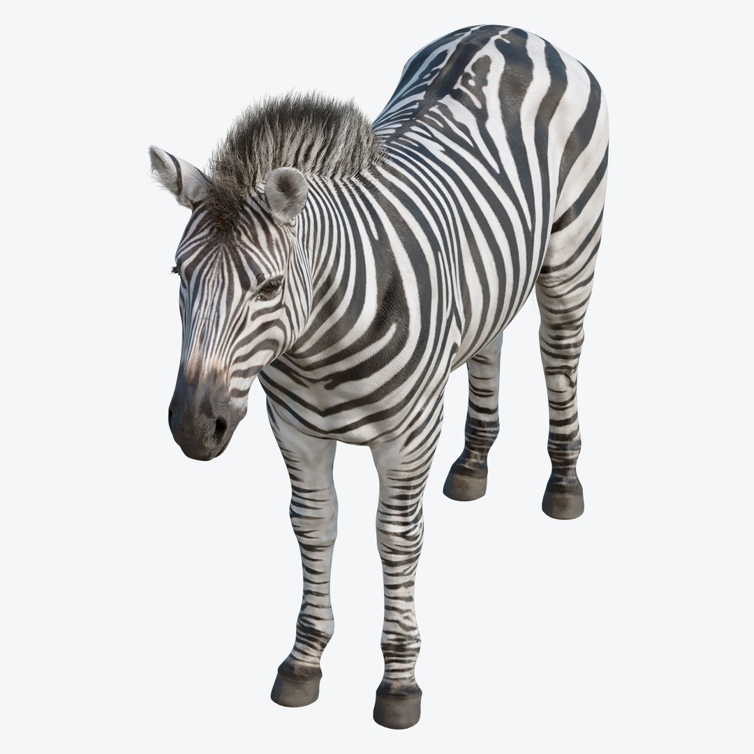 3D Model Realistic Zebra - TurboSquid 1393043