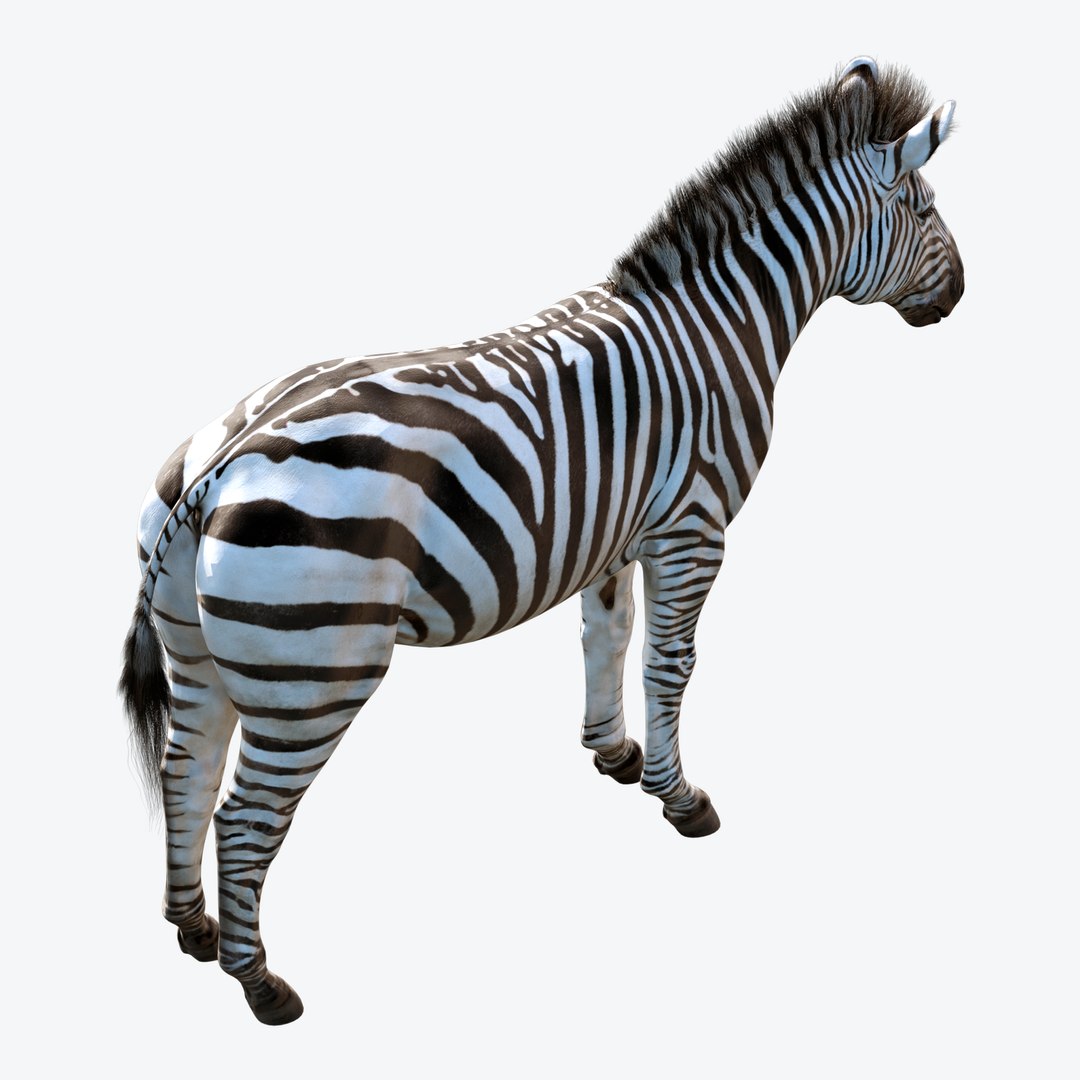3D Model Realistic Zebra - TurboSquid 1393043