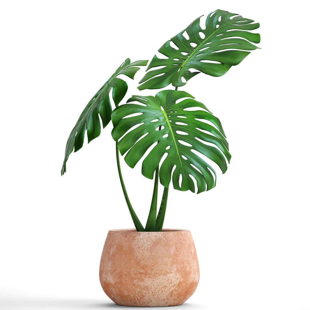 Monstera Model - TurboSquid 1163042