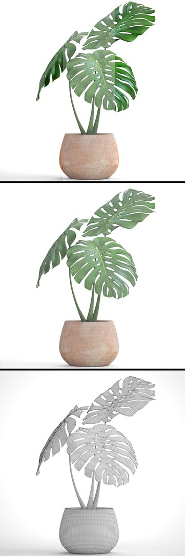 Monstera Model - TurboSquid 1163042