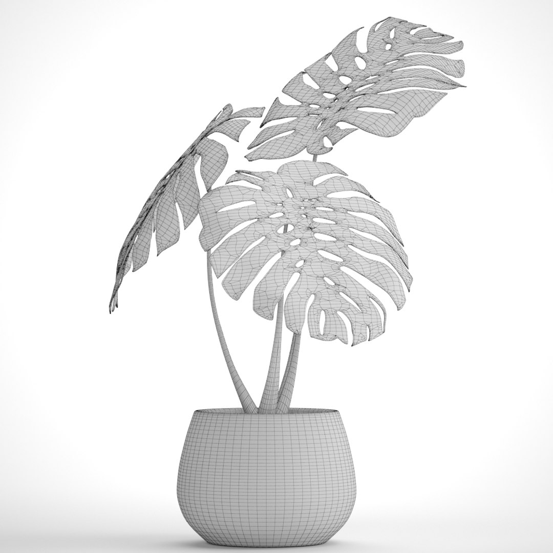 Monstera Model - TurboSquid 1163042