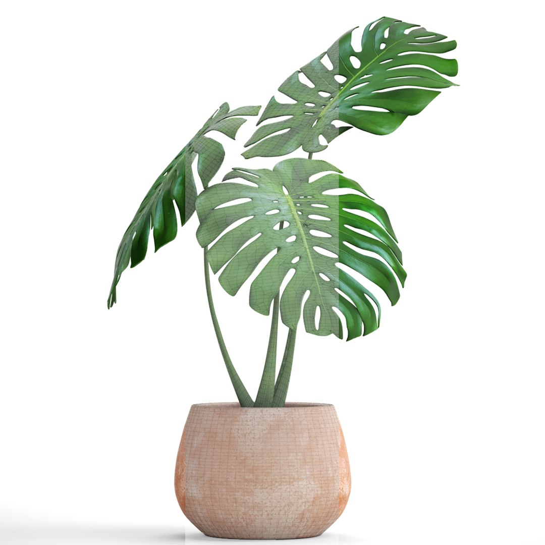 Monstera Model - TurboSquid 1163042