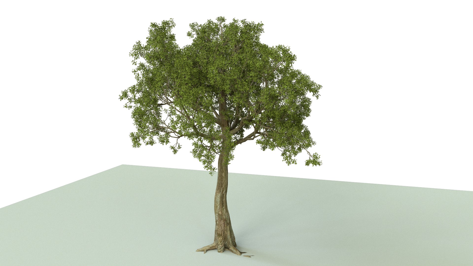 Realistic Tree 3D - TurboSquid 1448641