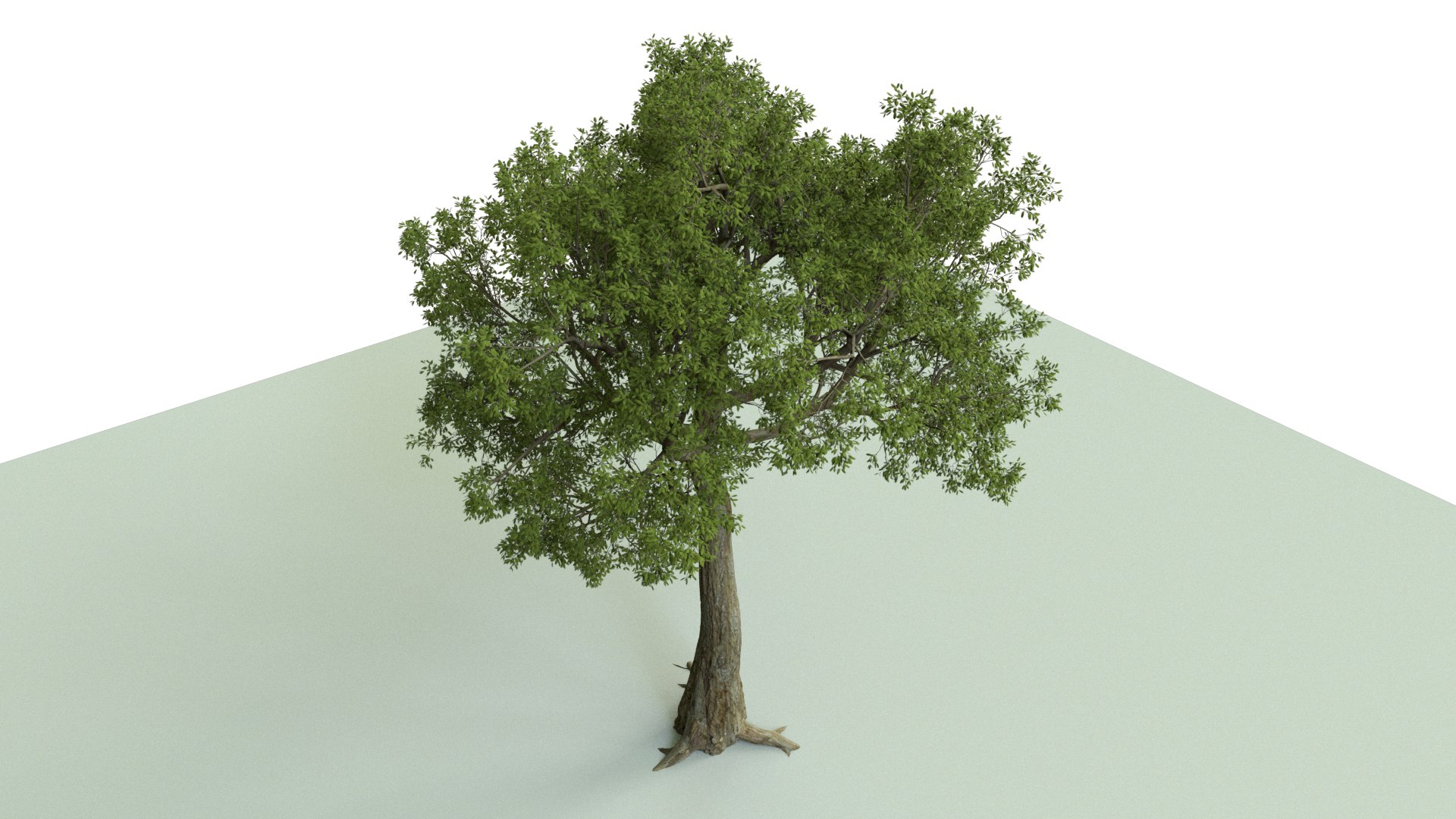 Realistic Tree 3D - TurboSquid 1448641