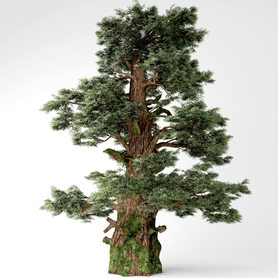 Western Juniper Tree 3D - TurboSquid 1562123