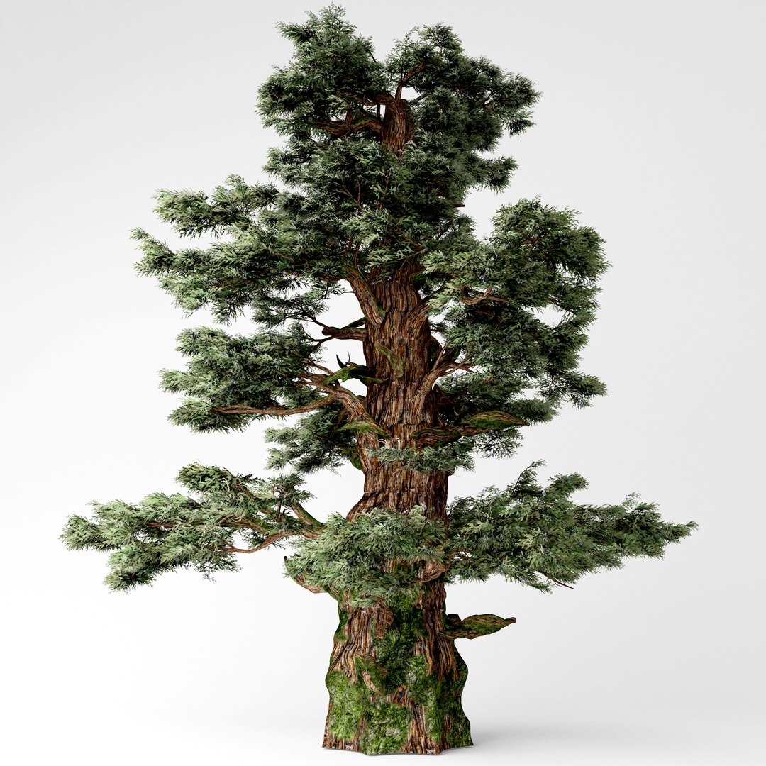 Western Juniper Tree 3D - TurboSquid 1562123