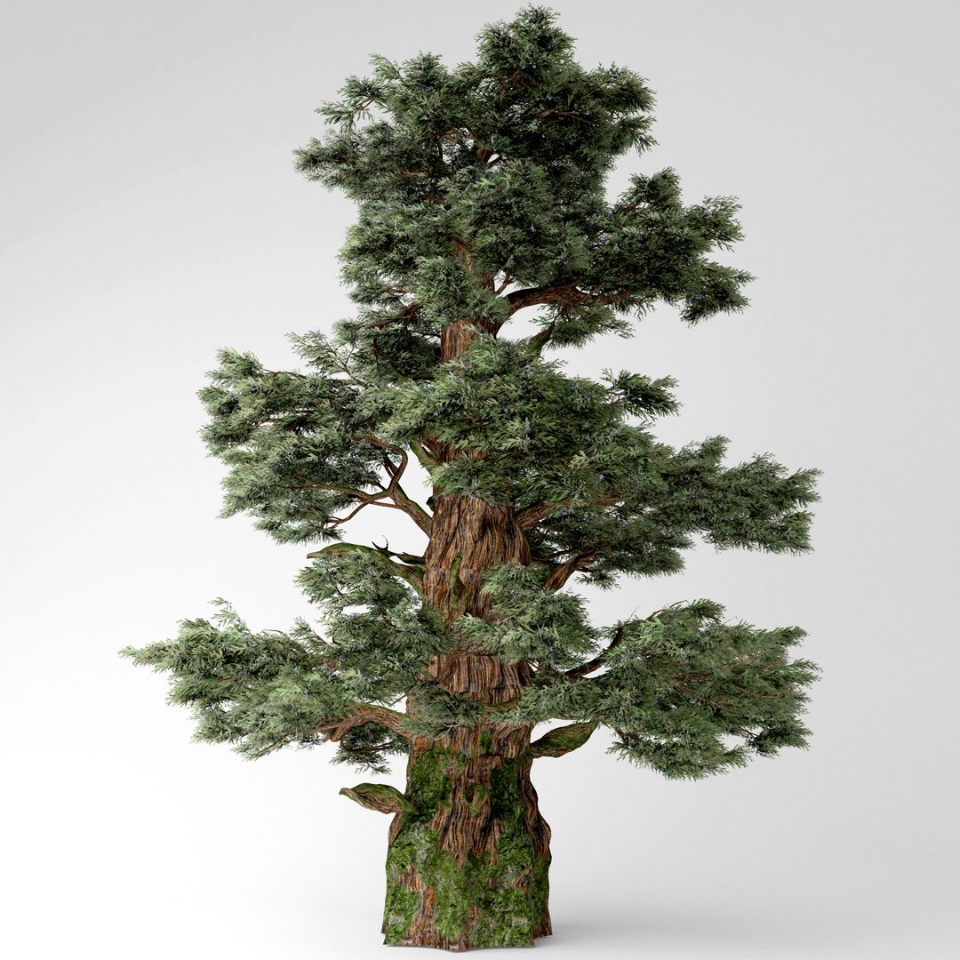 Western Juniper Tree 3D - TurboSquid 1562123