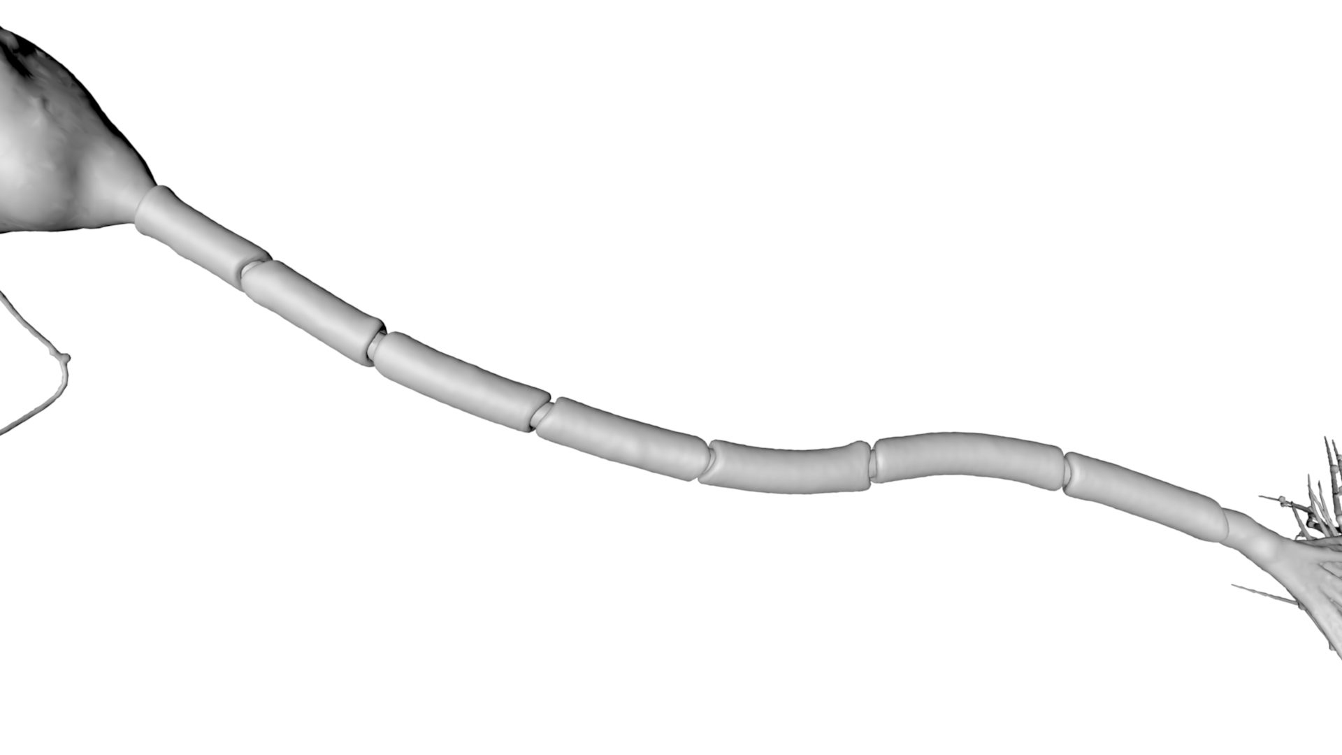 3d Neuron Myelin Sheath Model