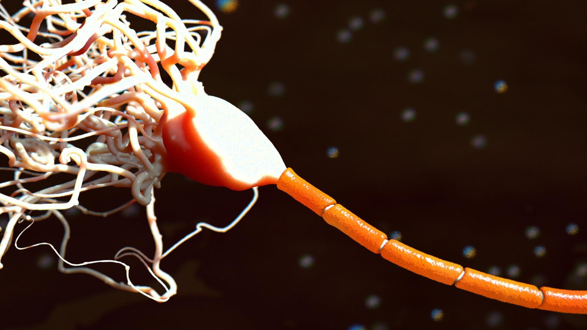 3d Neuron Myelin Sheath Model