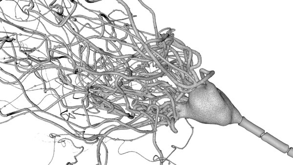3d neuron myelin sheath model