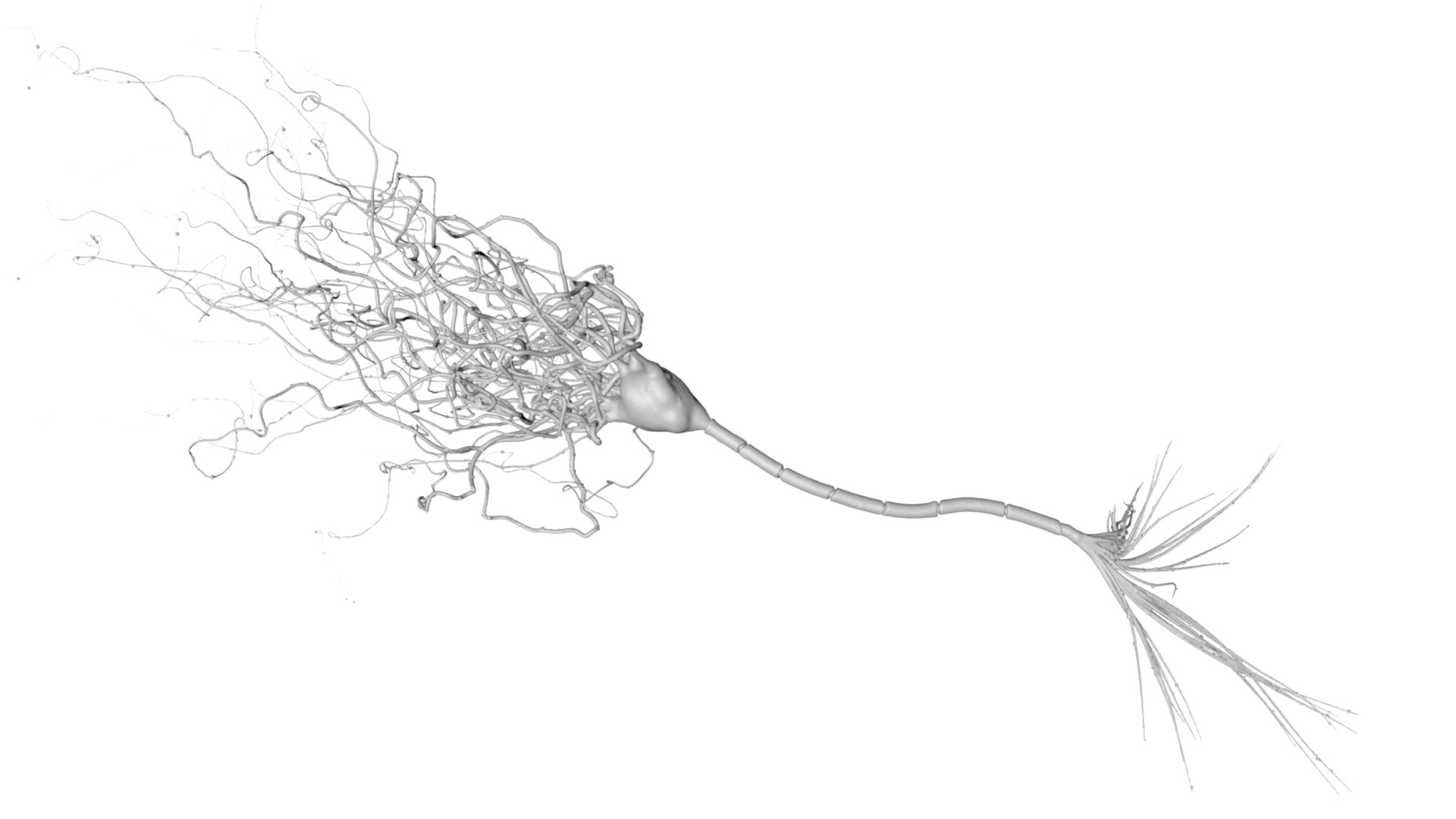 3d Neuron Myelin Sheath Model