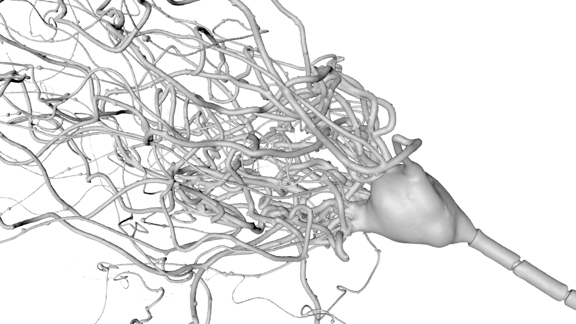 3d Neuron Myelin Sheath Model