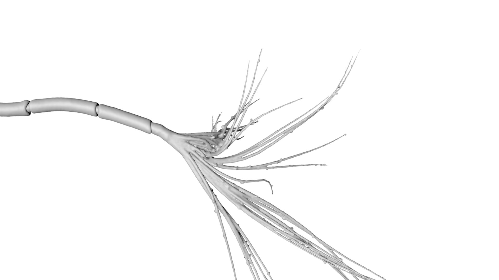 3d Neuron Myelin Sheath Model