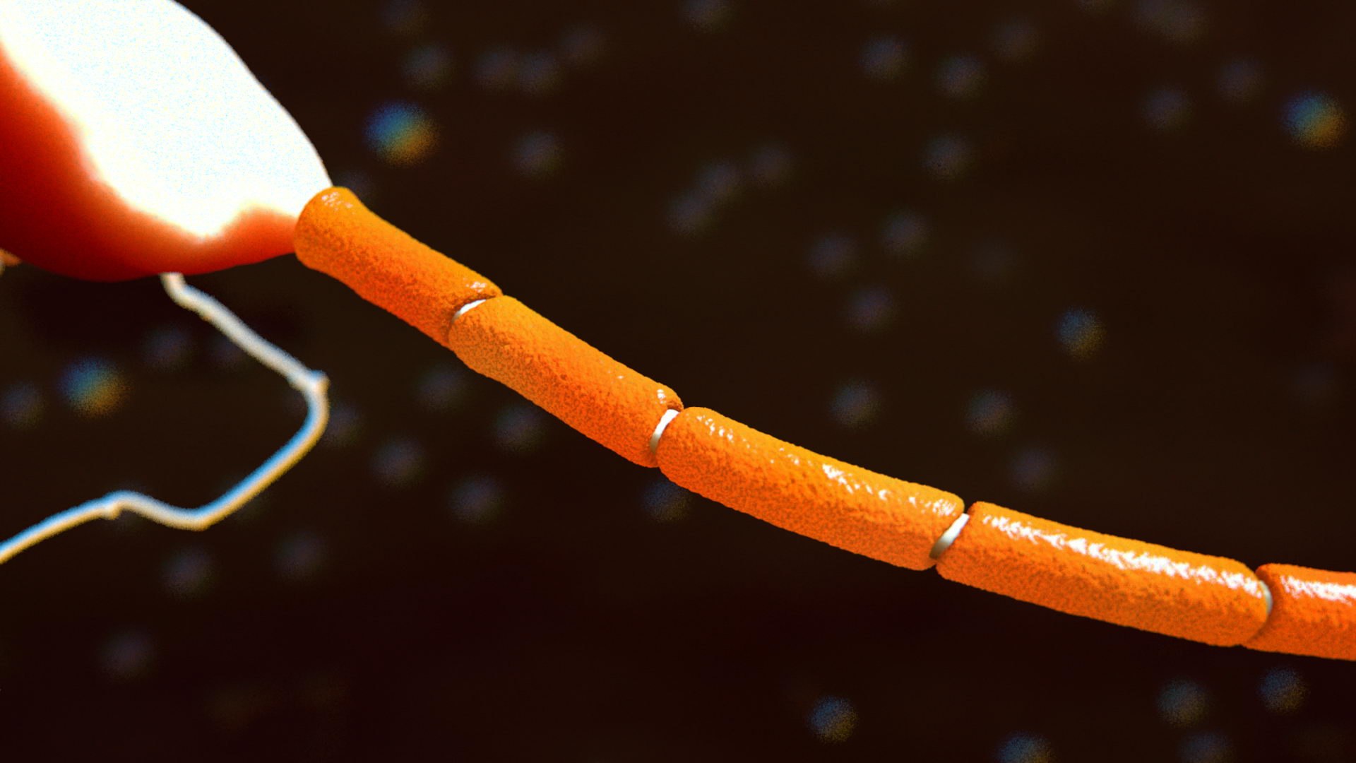 3d Neuron Myelin Sheath Model