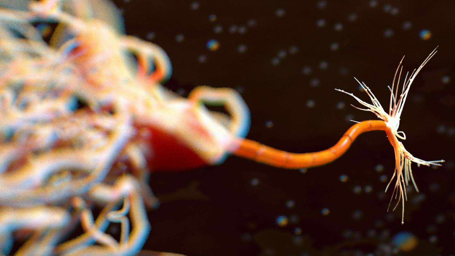 3d Neuron Myelin Sheath Model