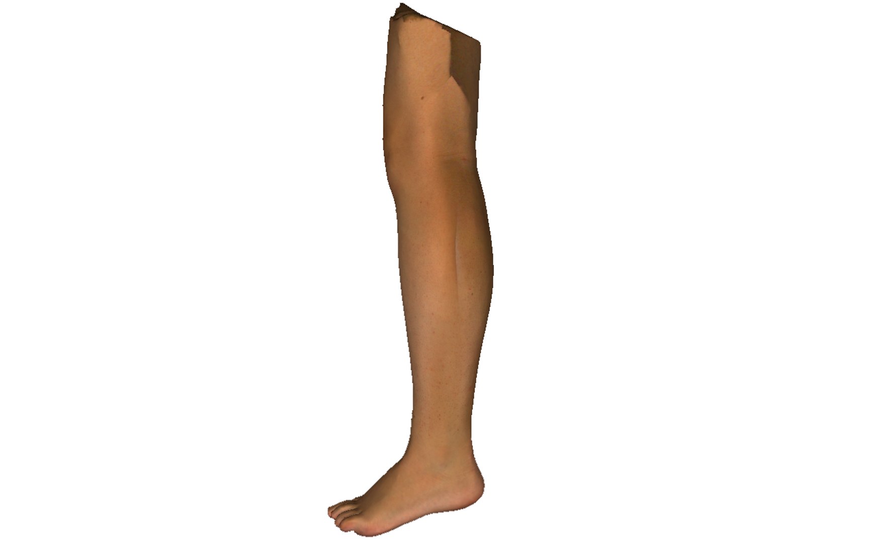 3D leg - TurboSquid 1604799
