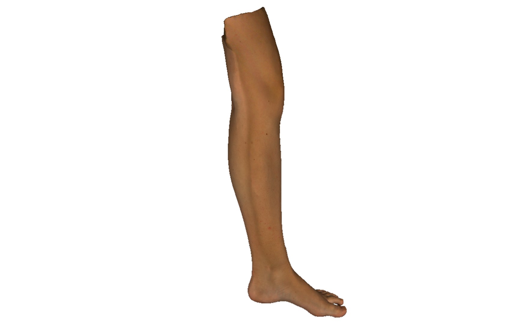 3D leg - TurboSquid 1604799