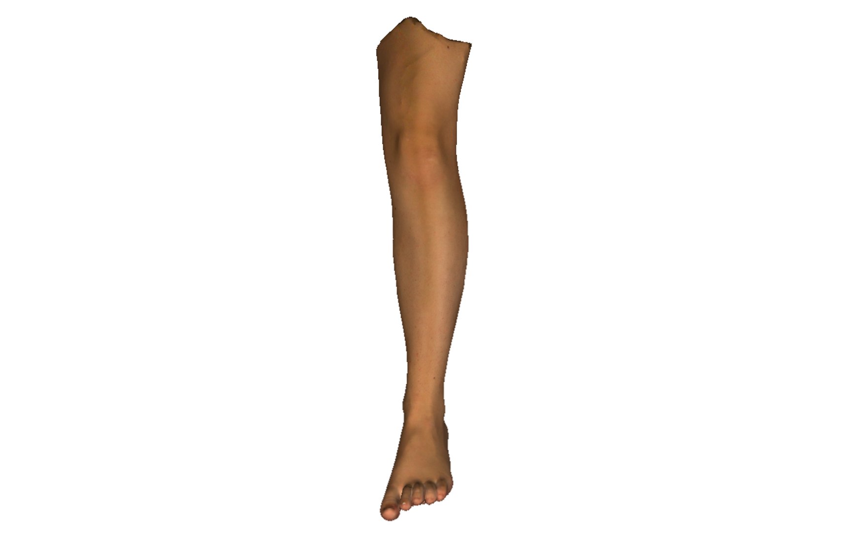 3D leg - TurboSquid 1604799