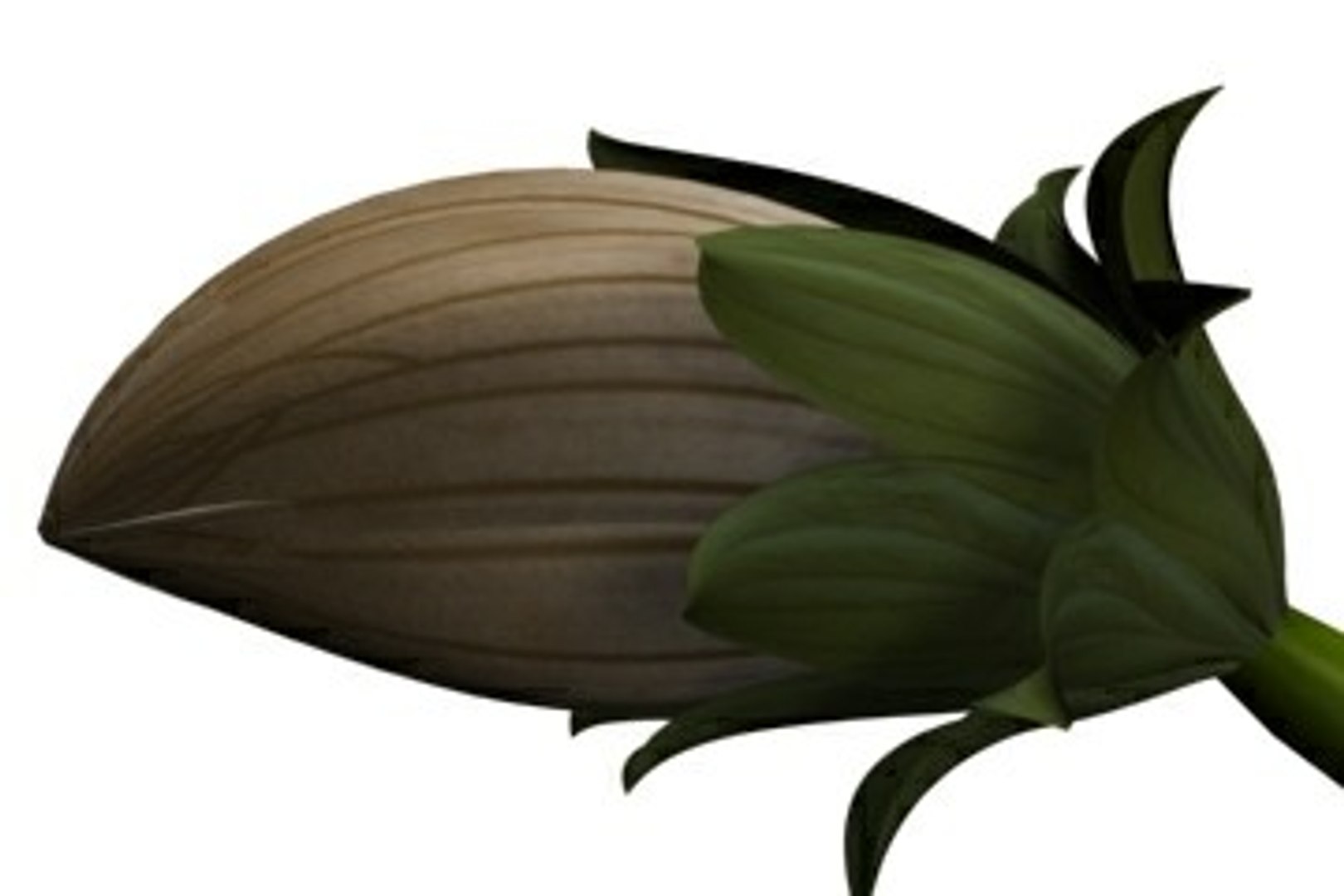 Realistic Flower Animation Open 3ds