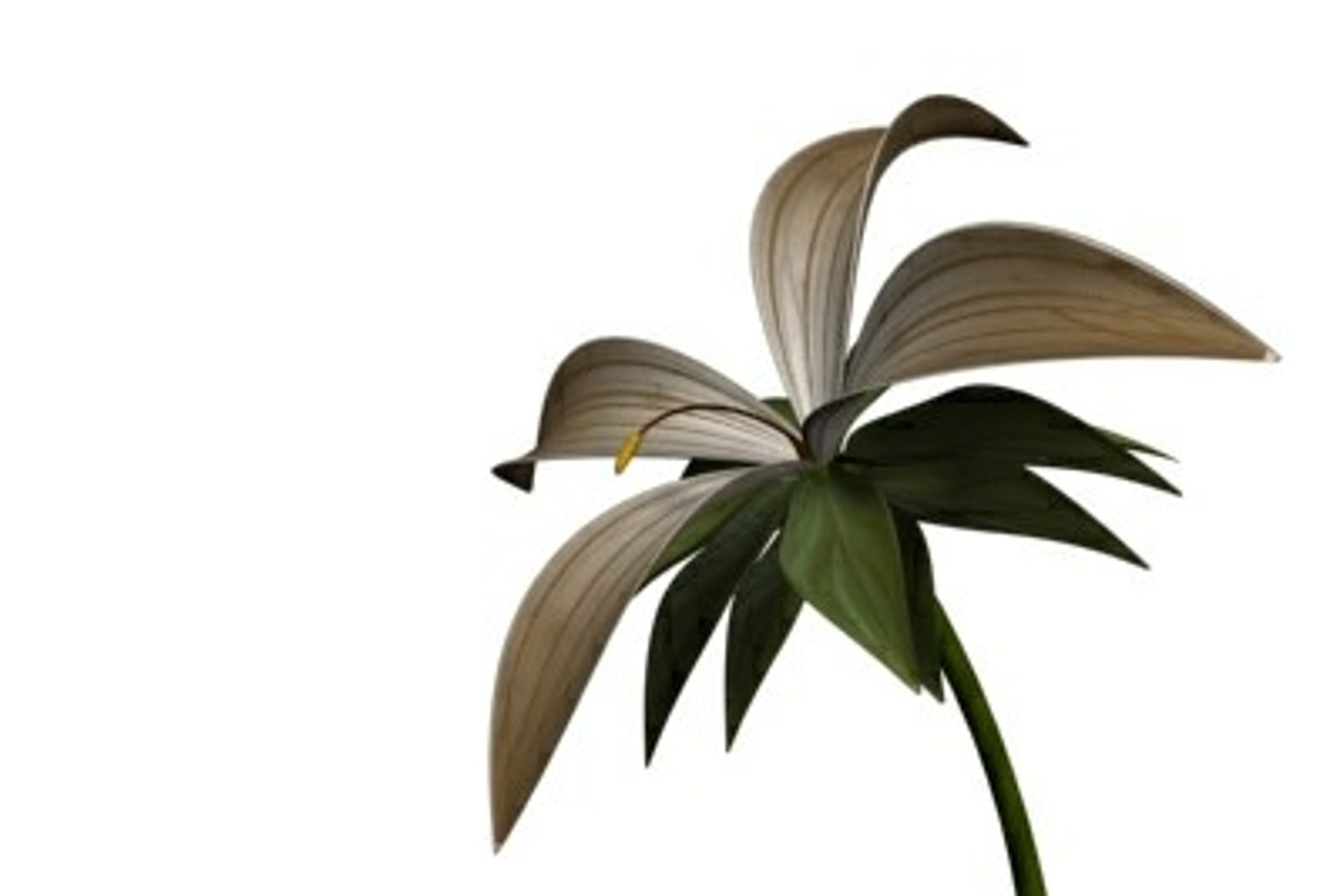 Realistic Flower Animation Open 3ds