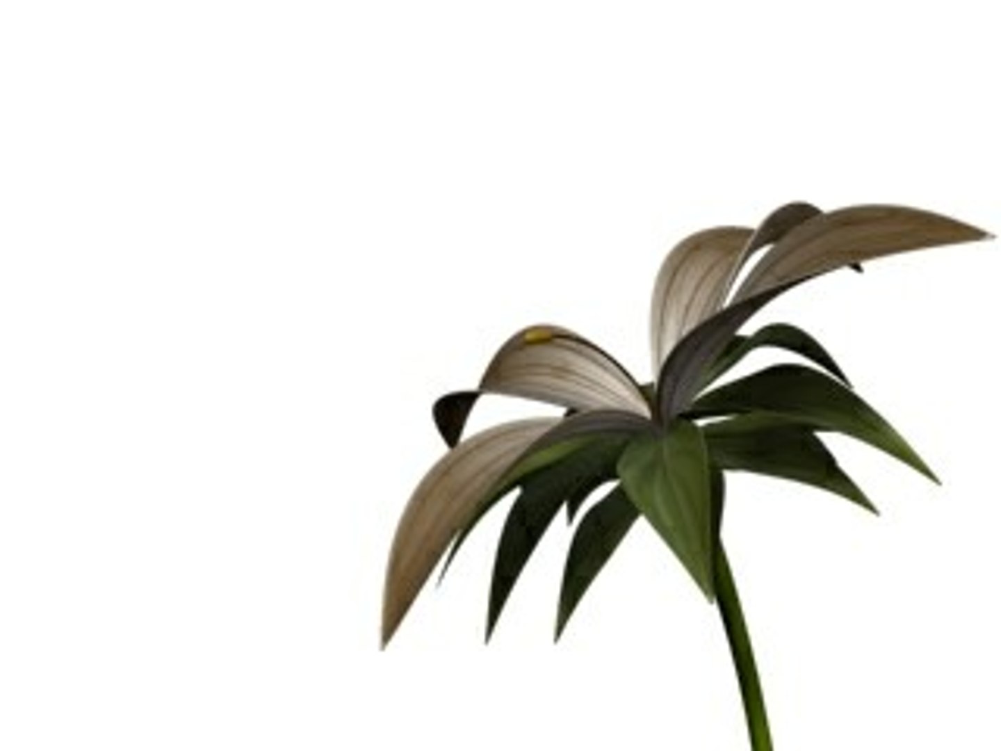 Realistic Flower Animation Open 3ds