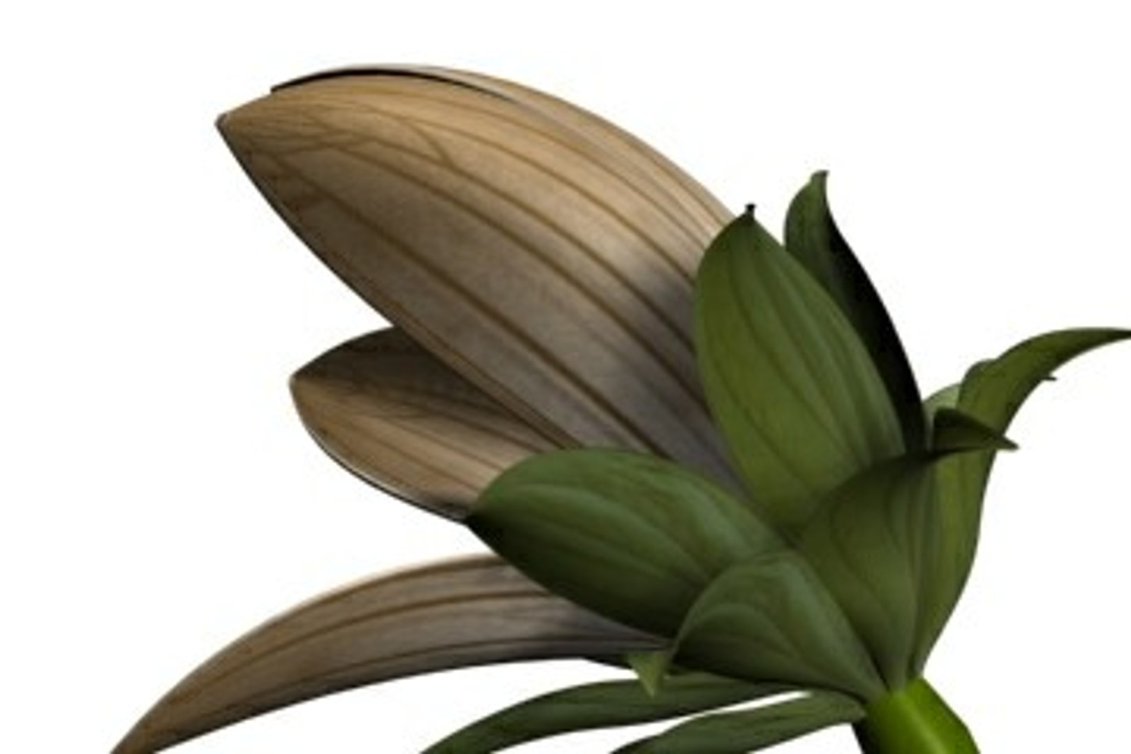 Realistic Flower Animation Open 3ds