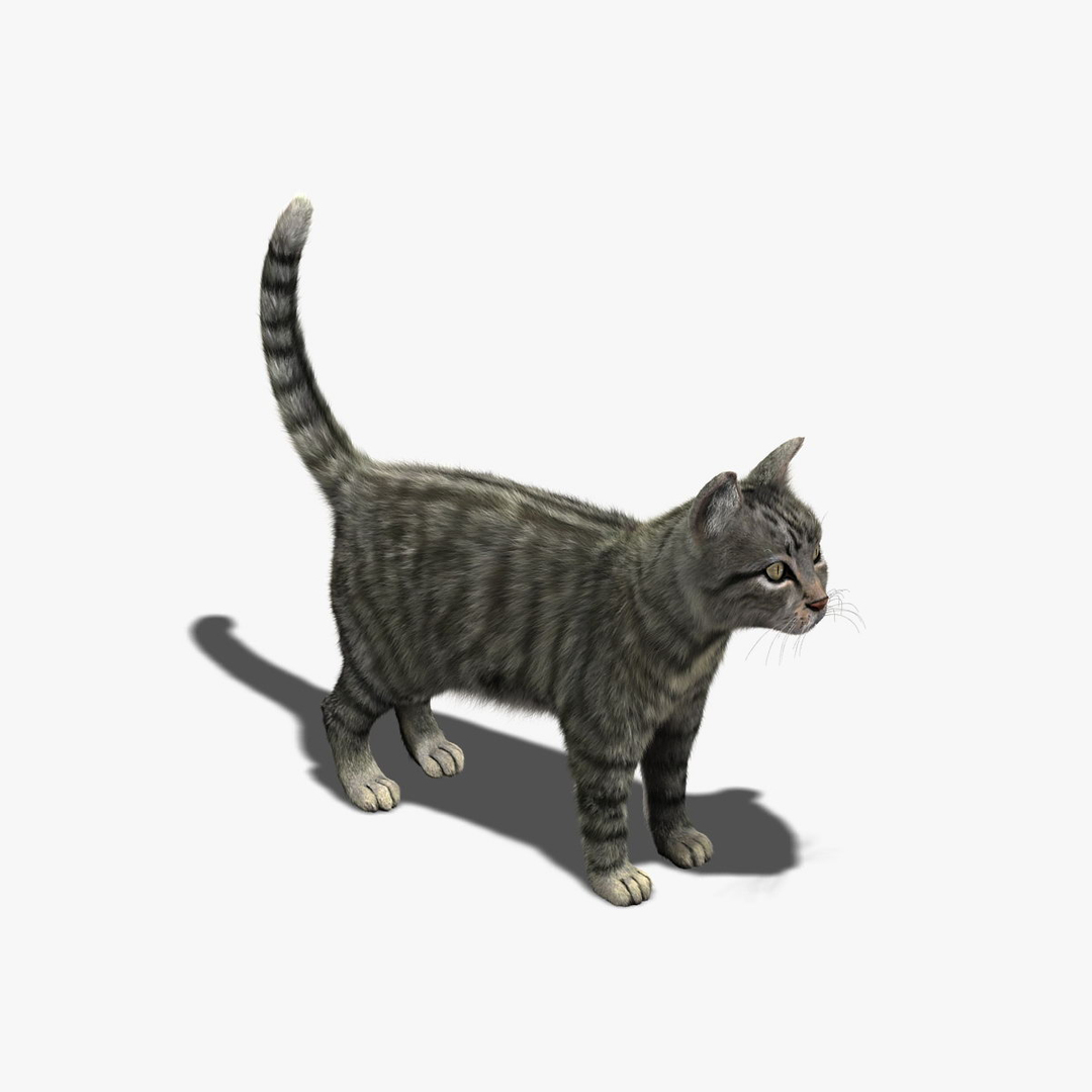 maya cat mackerel tabby fur