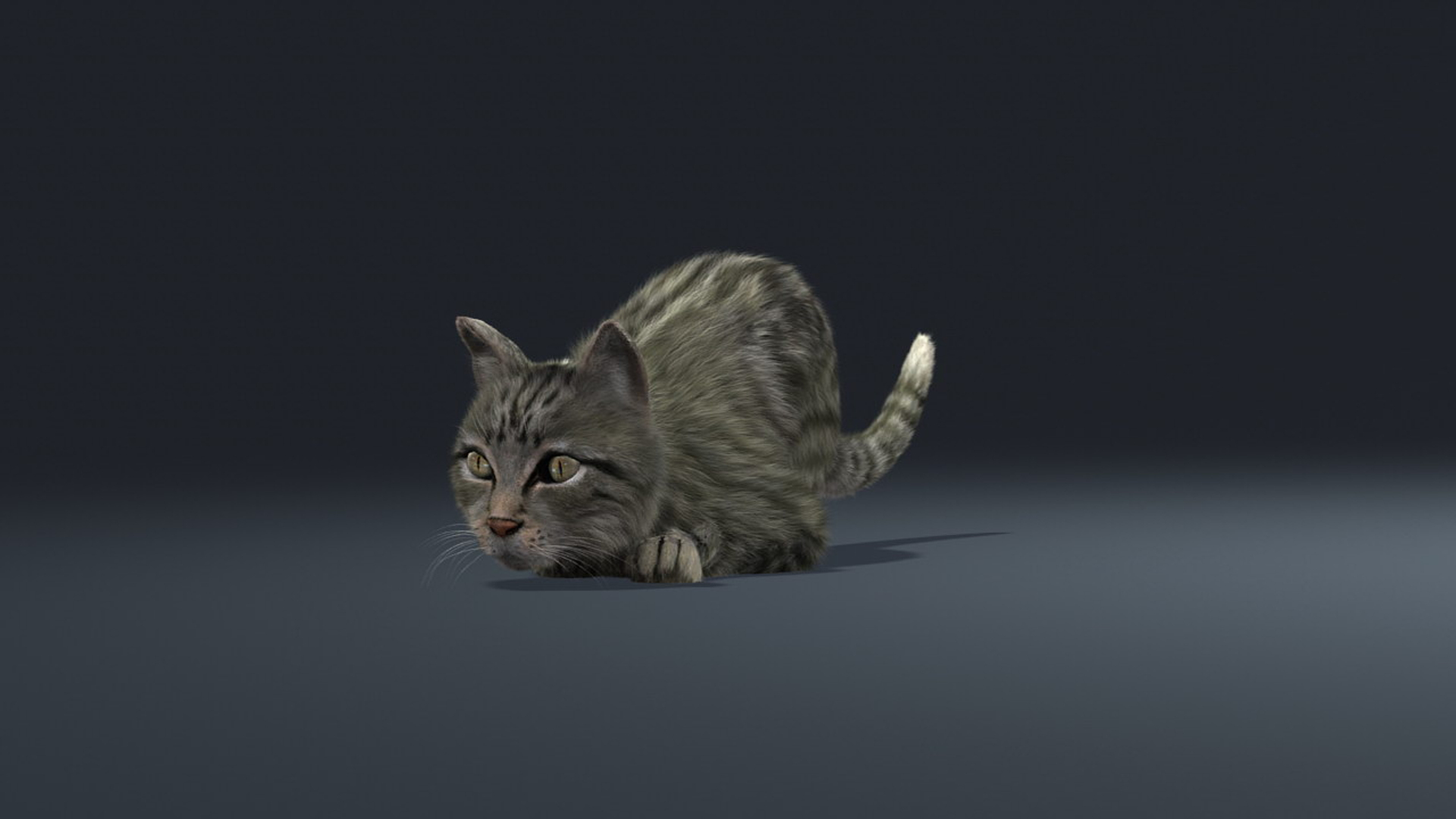 maya cat mackerel tabby fur