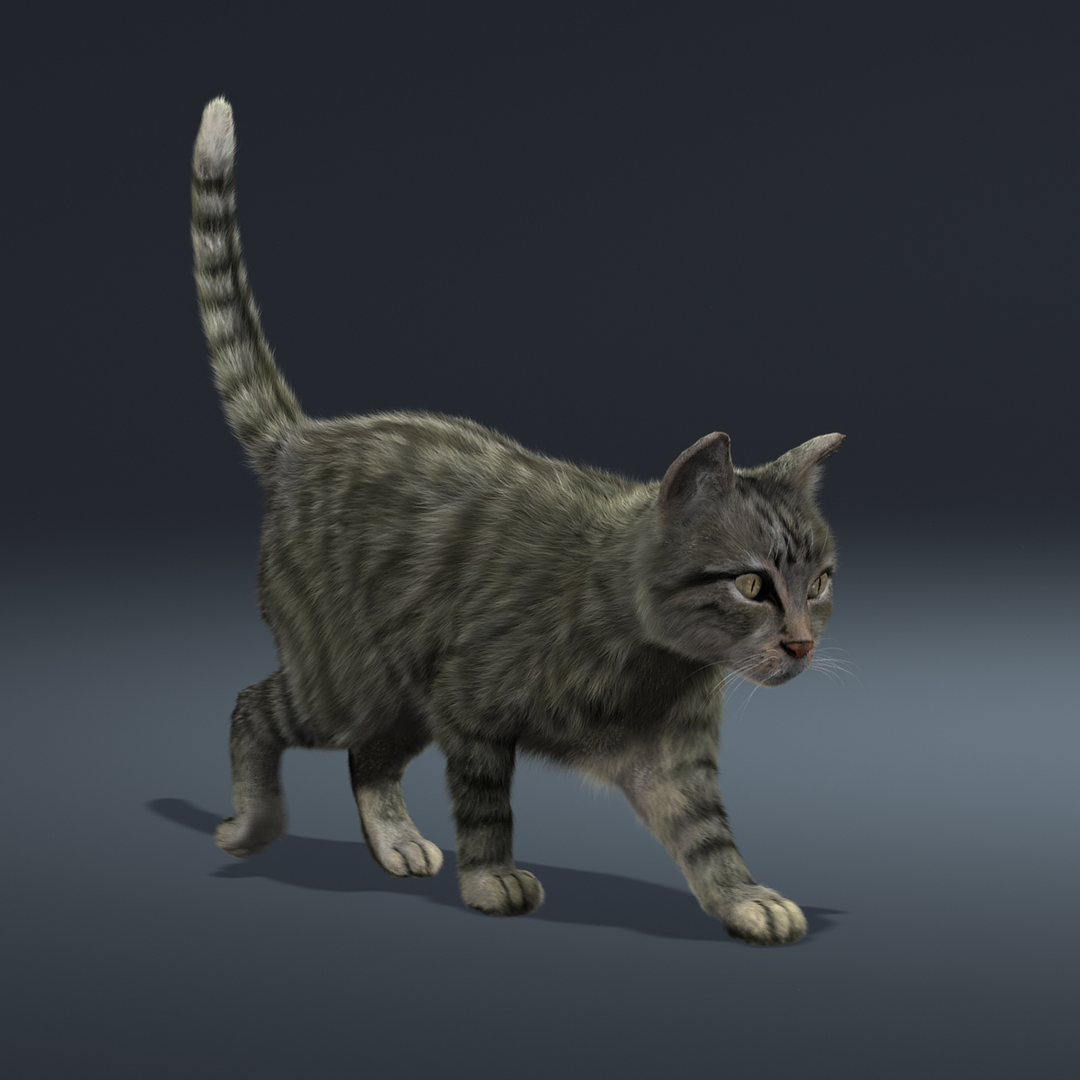 maya cat mackerel tabby fur