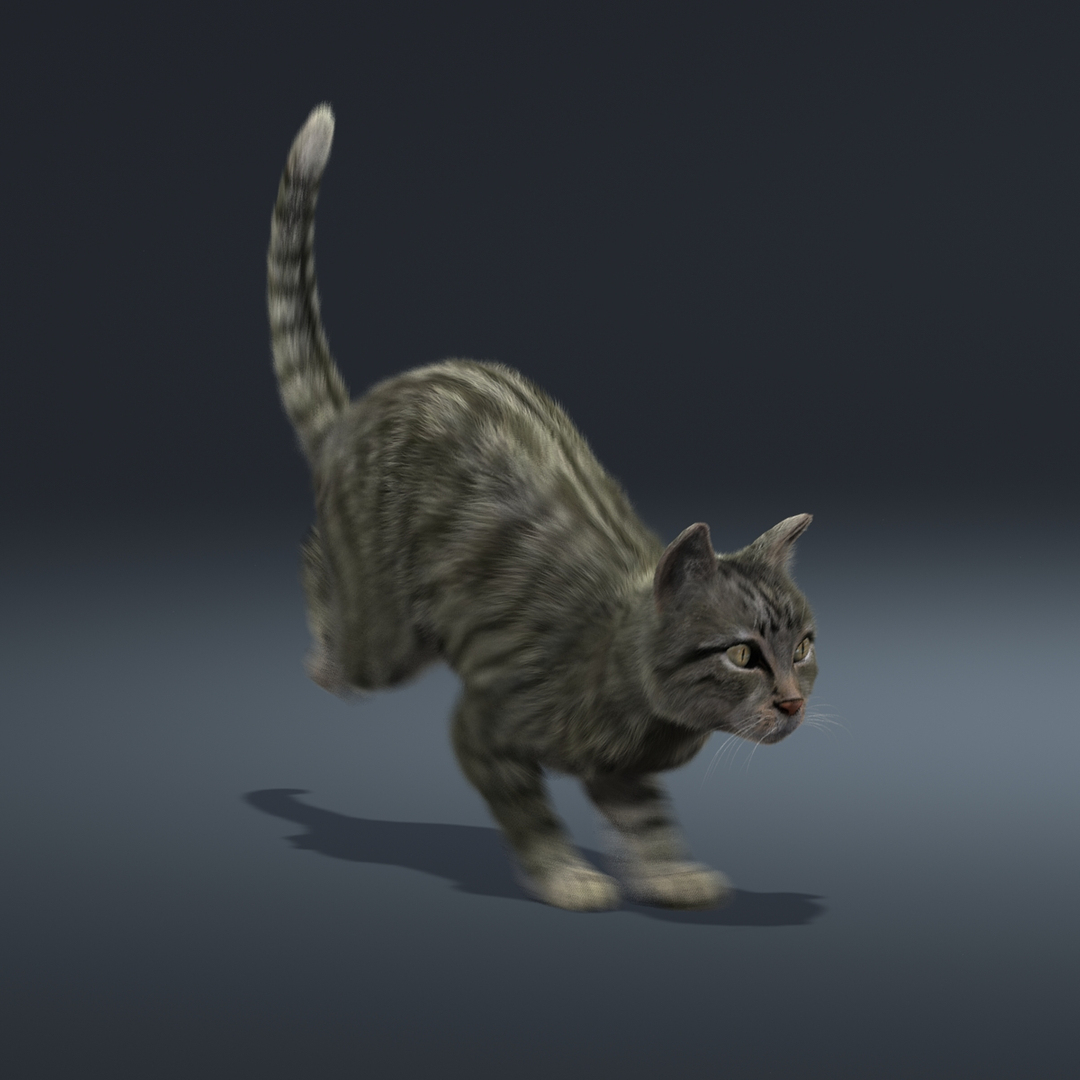 maya cat mackerel tabby fur