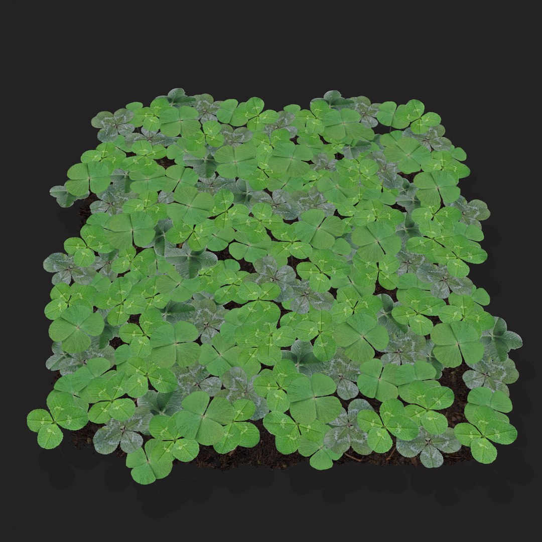 3D Model Four Leaf Clover Patch - TurboSquid 1872702
