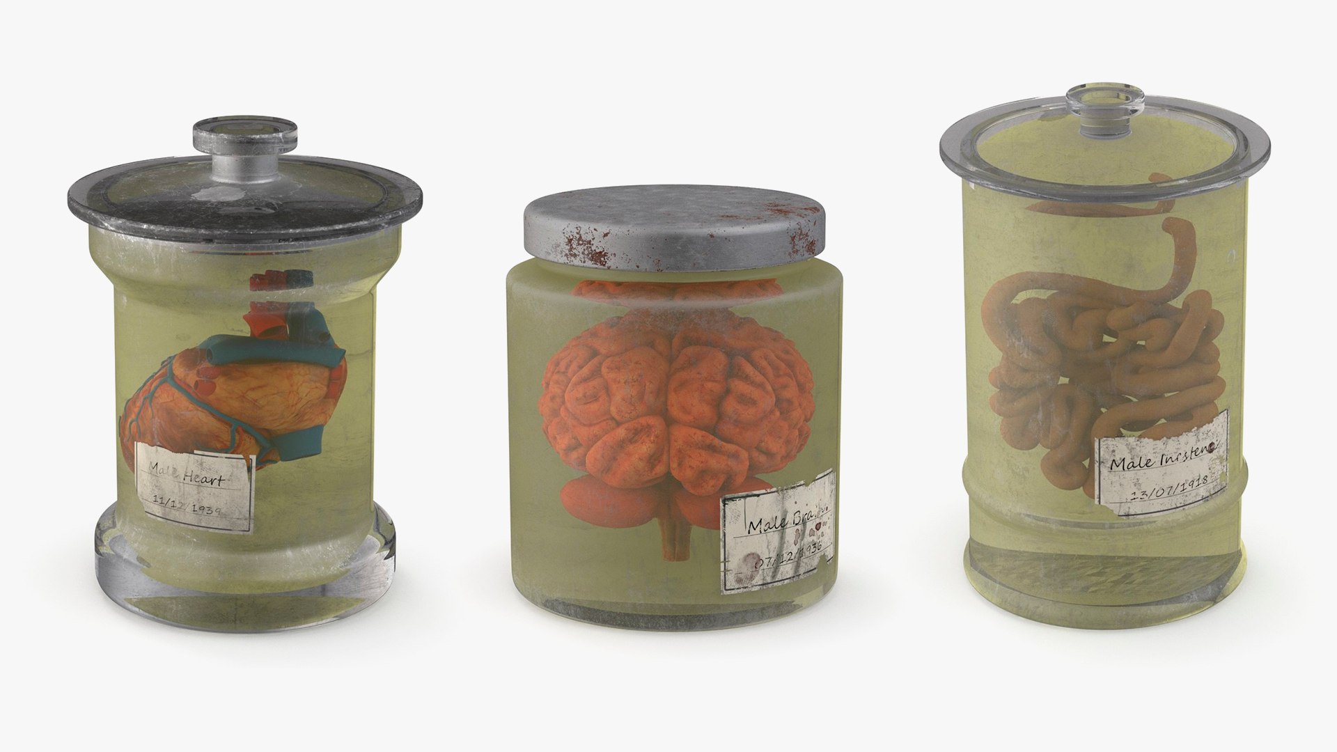 Human Organs In A Old Jar Collection 3D Model - TurboSquid 2299341
