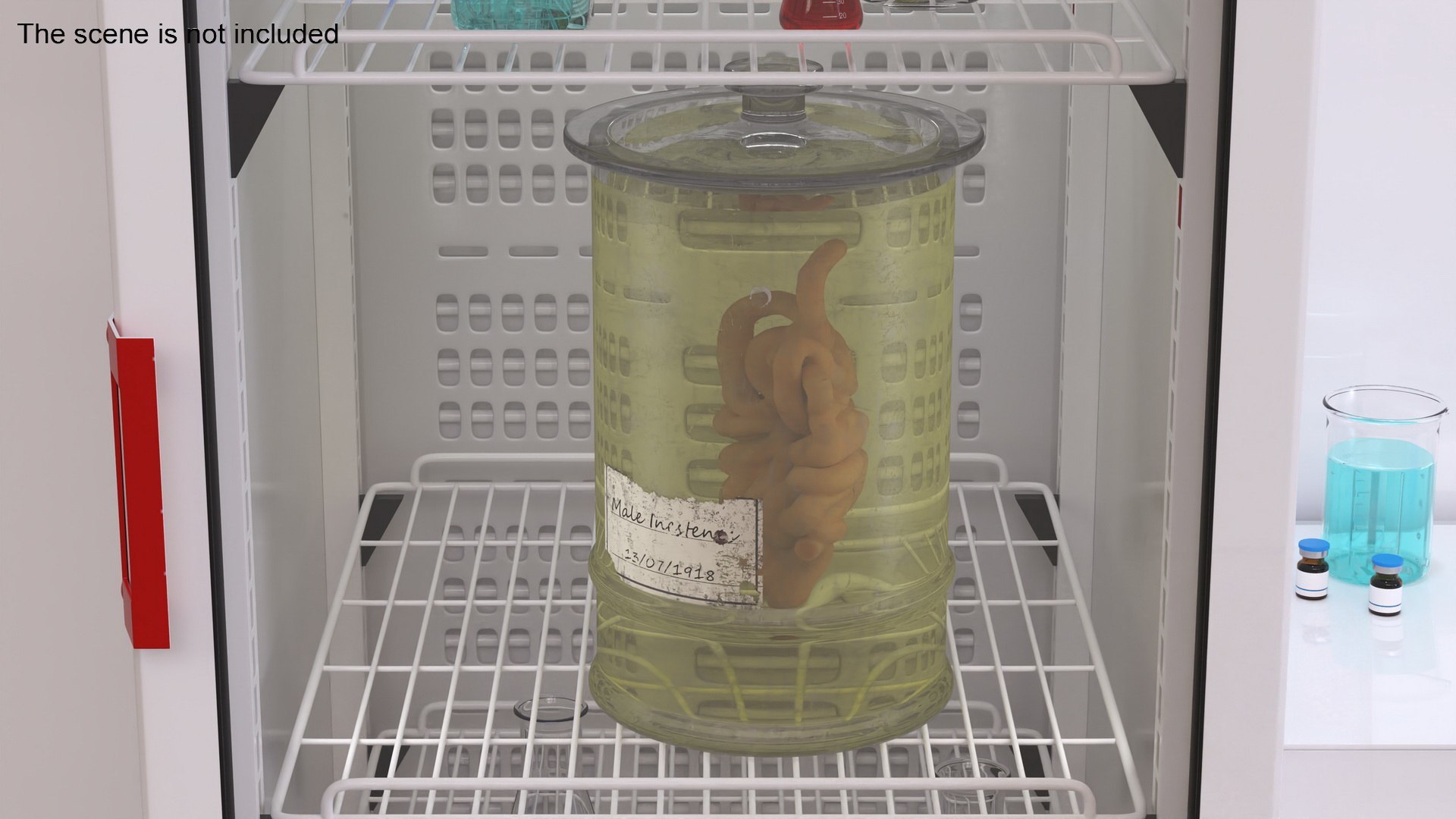 Human Organs In A Old Jar Collection 3D Model - TurboSquid 2299341