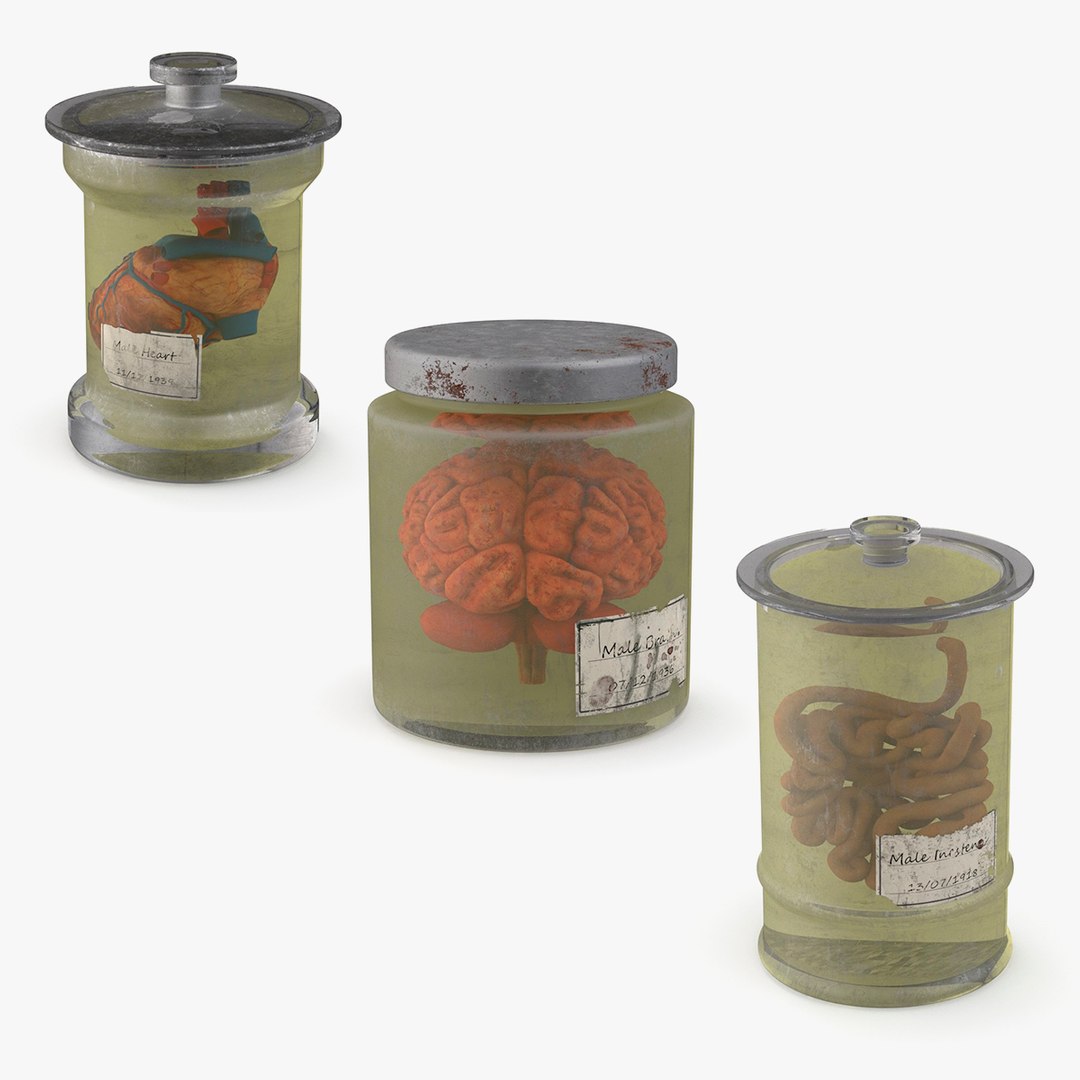 Human Organs In A Old Jar Collection 3D Model - TurboSquid 2299341