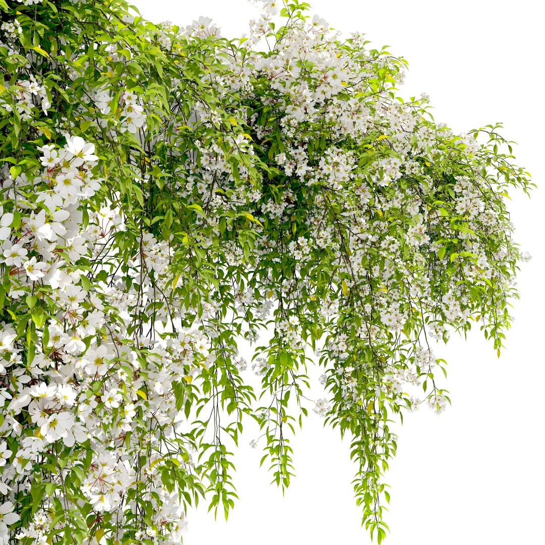 Hanging Plant 53 3D Model - TurboSquid 2408382