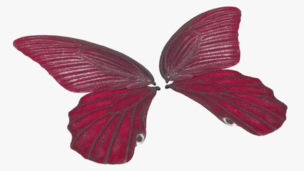 Butterfly Wings 3D model - TurboSquid 1757162