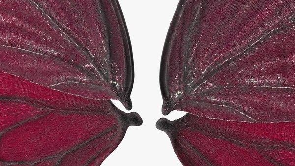 Butterfly Wings 3D model - TurboSquid 1757162