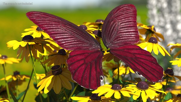Butterfly Wings 3D model - TurboSquid 1757162