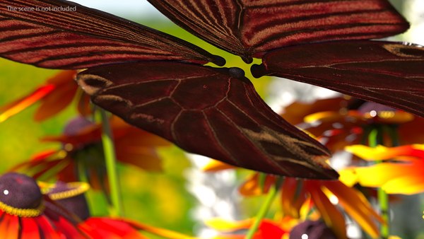 Butterfly Wings 3D model - TurboSquid 1757162