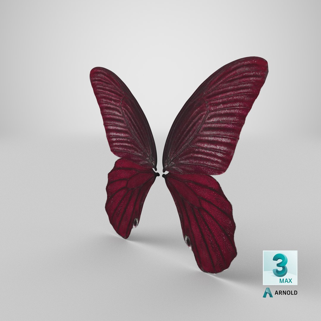 Butterfly Wings 3D Model - TurboSquid 1757162