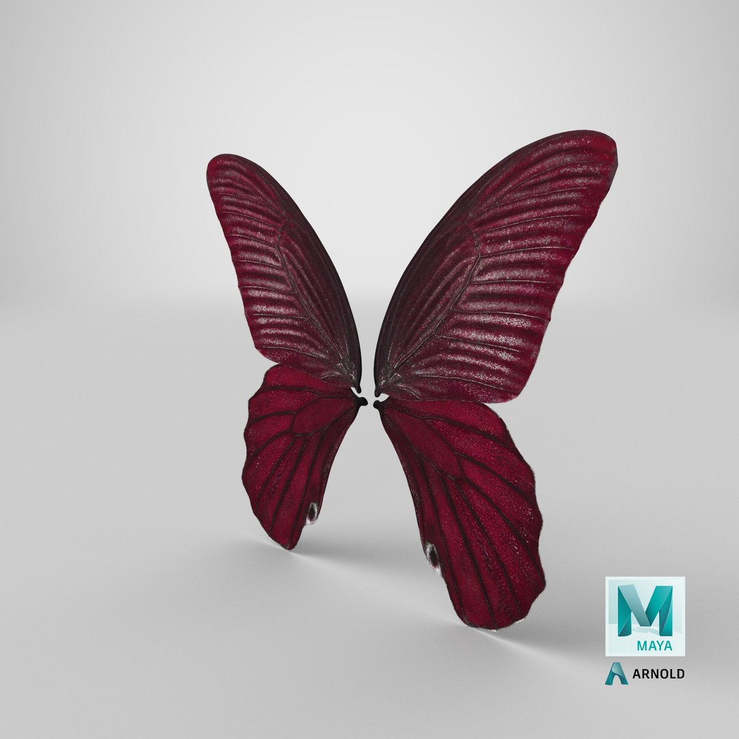 Butterfly Wings 3D Model - TurboSquid 1757162