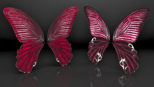 Butterfly Wings 3D model - TurboSquid 1757162