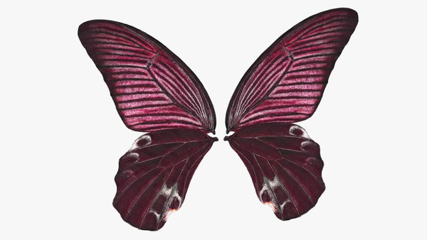 Butterfly Wings 3D model - TurboSquid 1757162