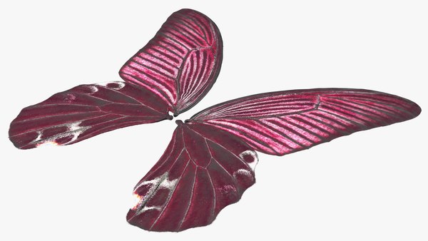 Butterfly Wings 3D model - TurboSquid 1757162