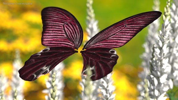 Butterfly Wings 3D model - TurboSquid 1757162