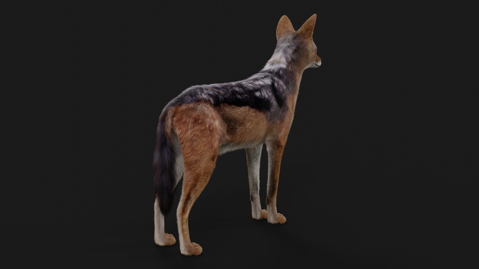 Black Backed Jackal FUR Model - TurboSquid 2161474