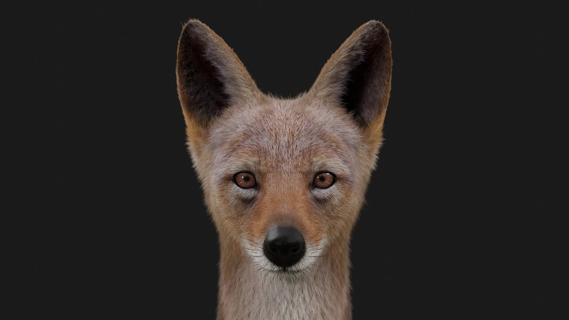 Black Backed Jackal FUR Model - TurboSquid 2161474