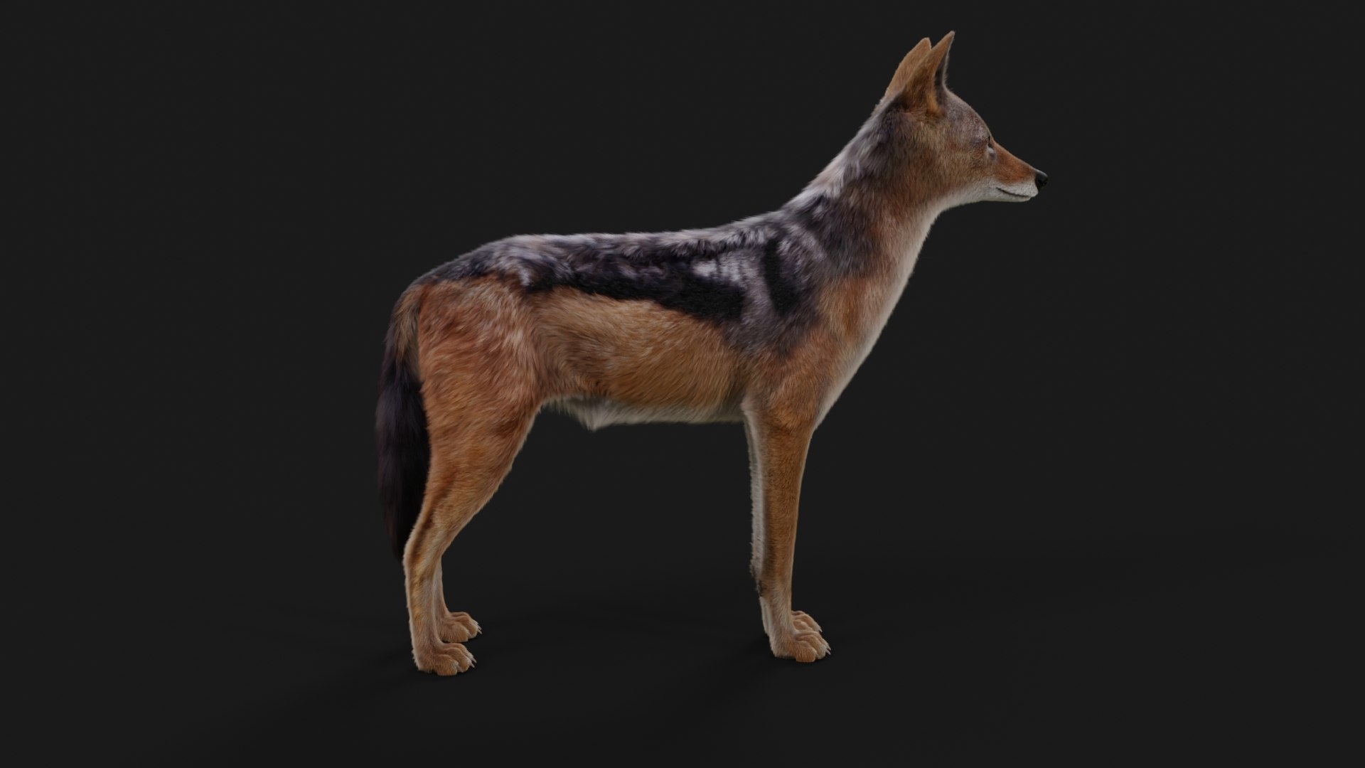 Black Backed Jackal FUR Model - TurboSquid 2161474